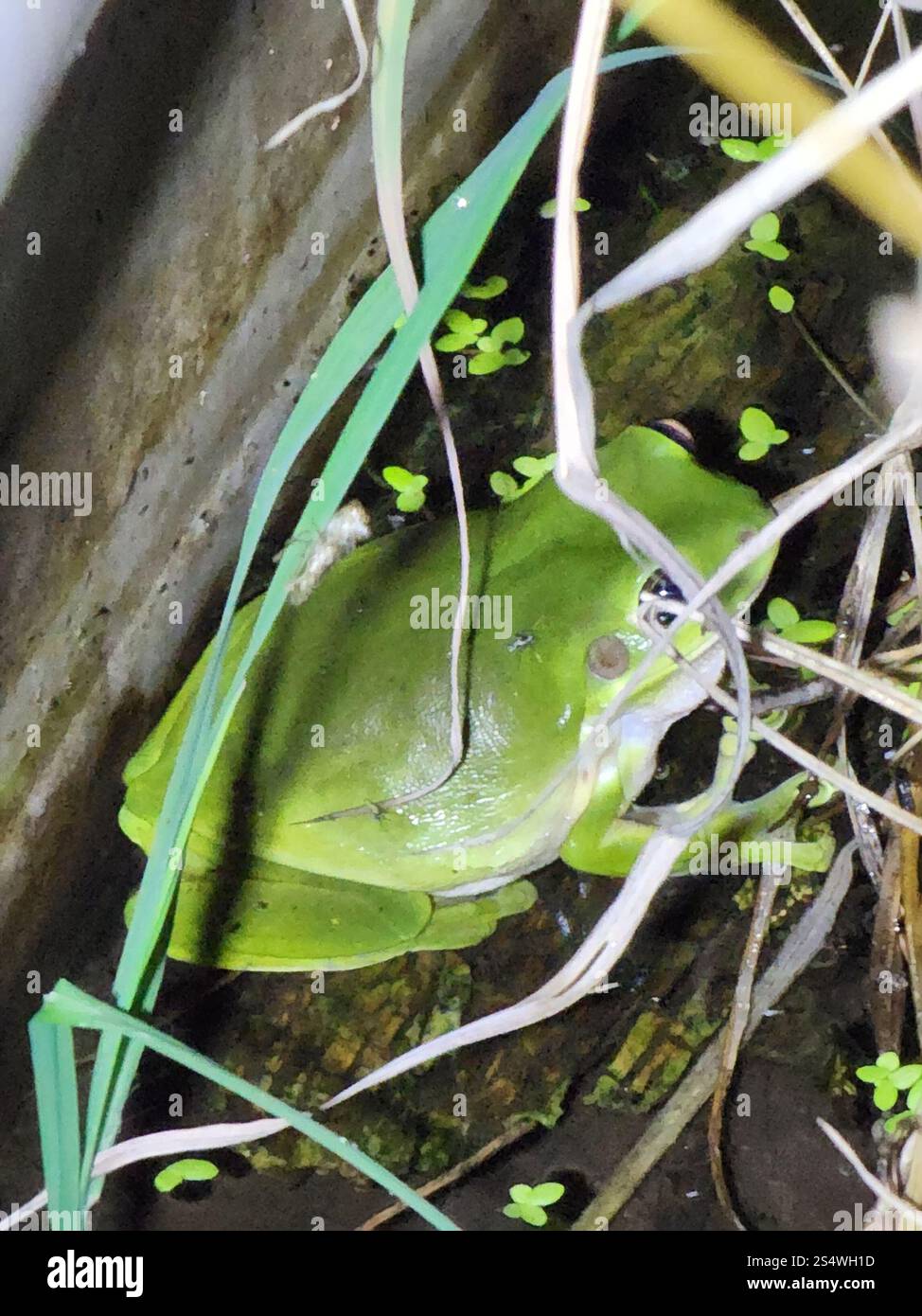 Australian Green Tree Frog (Ranoidea caerulea Stock Photo - Alamy