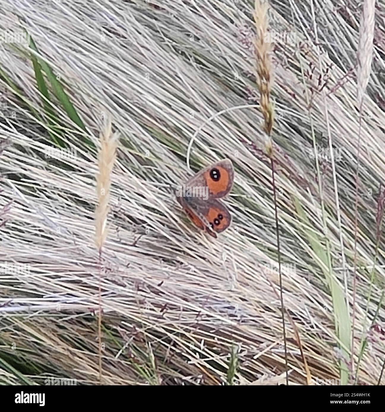 Common tussock butterfly (Argyrophenga antipodum Stock Photo - Alamy