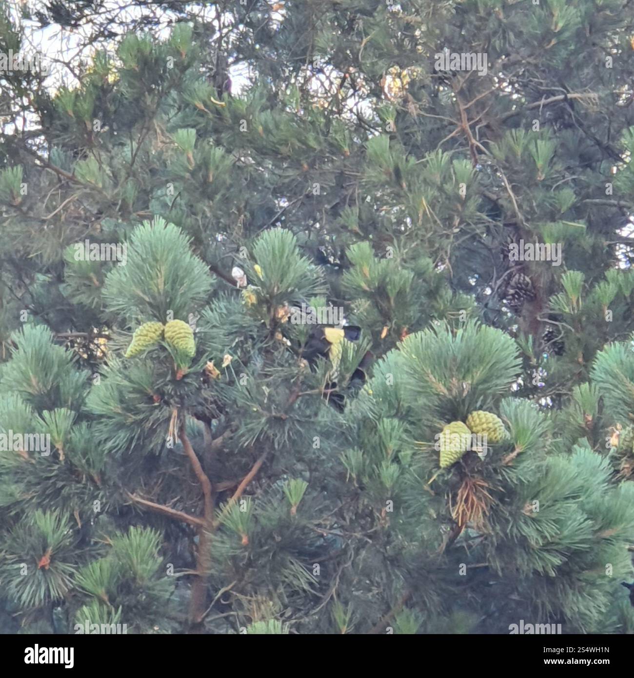 Yellow-tailed Black Cockatoo (Zanda funerea Stock Photo - Alamy