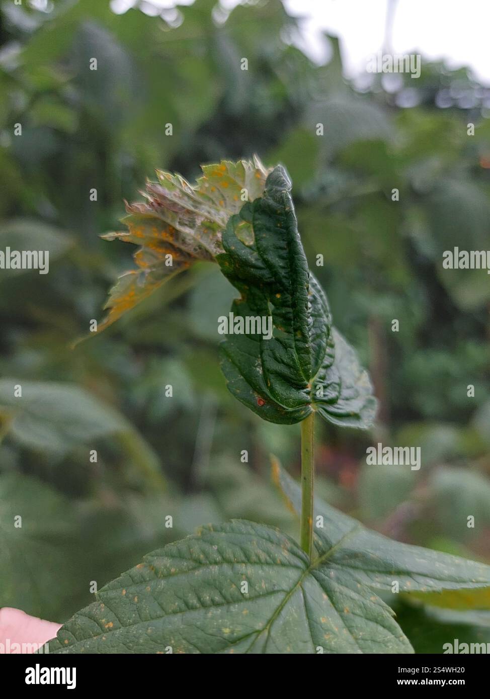 Red Raspberry Yellow Rust (Phragmidium rubi-idaei Stock Photo - Alamy