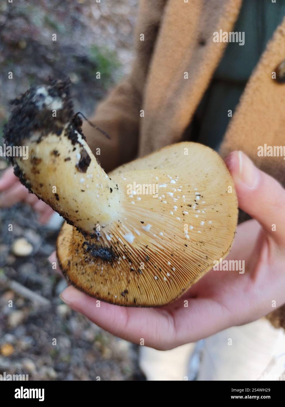 golden milkcap (Lactarius alnicola Stock Photo - Alamy