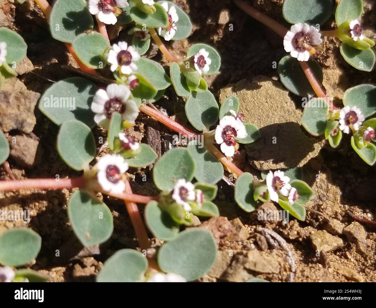 smallseed sandmat (Euphorbia polycarpa Stock Photo - Alamy