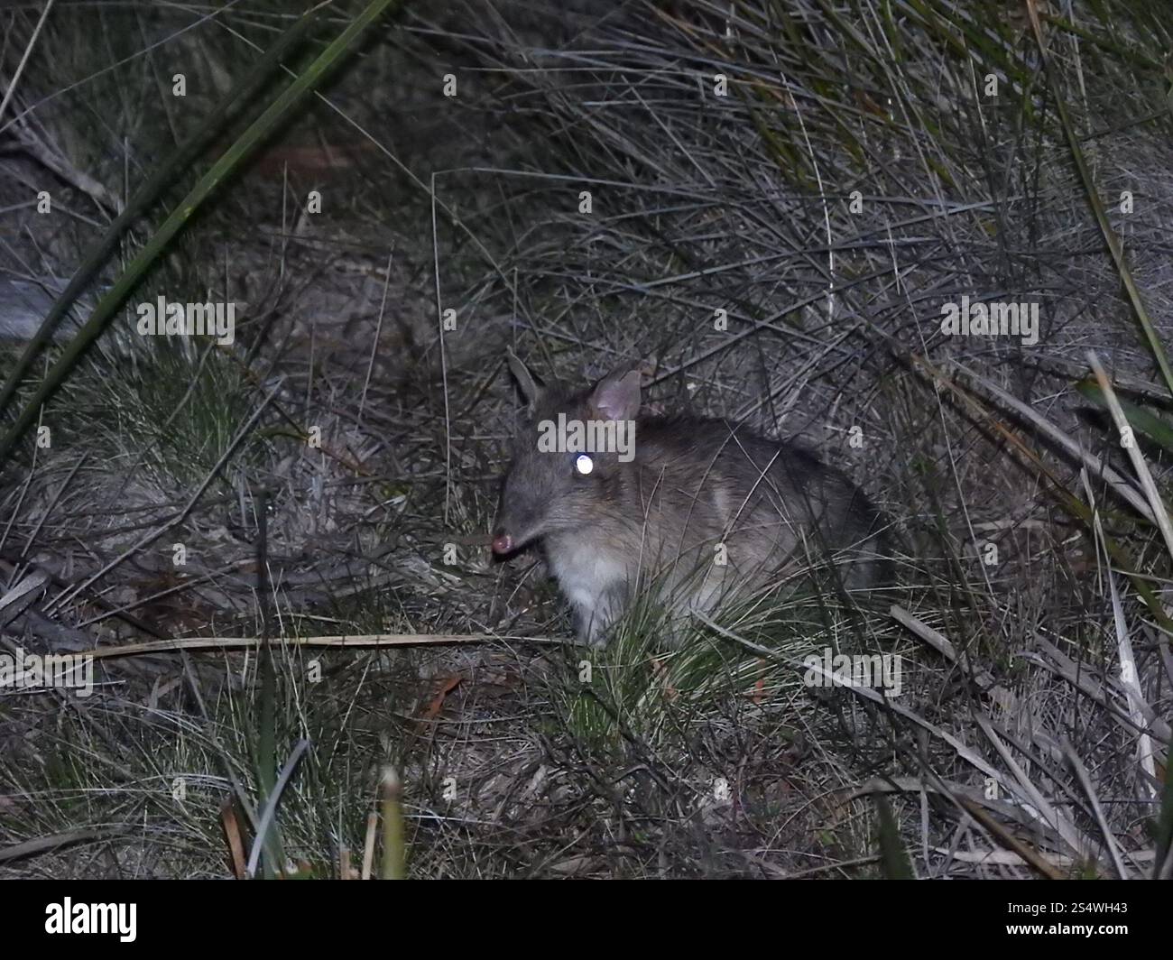 Eastern Barred Bandicoot (Perameles gunnii Stock Photo - Alamy