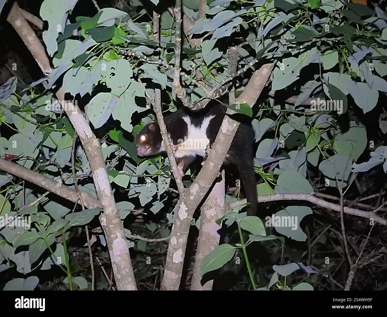 Herbert River Ring-tailed Possum (Pseudochirulus herbertensis Stock ...