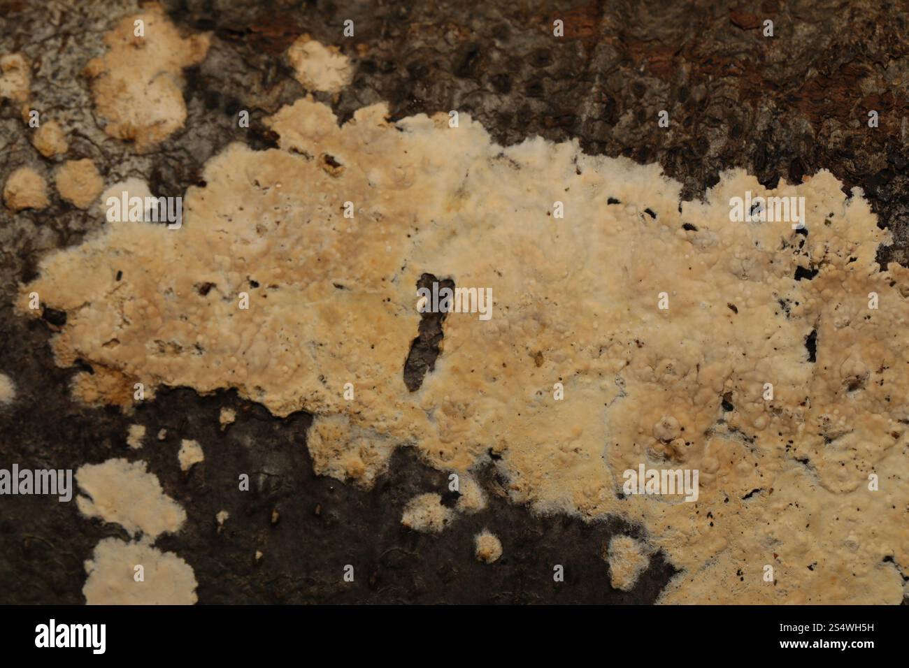 split porecrust (Xylodon paradoxus Stock Photo - Alamy