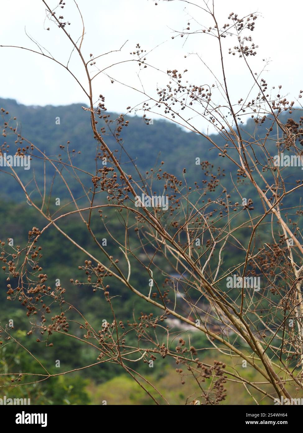 Subcostate Crape Myrtle (Lagerstroemia subcostata Stock Photo - Alamy