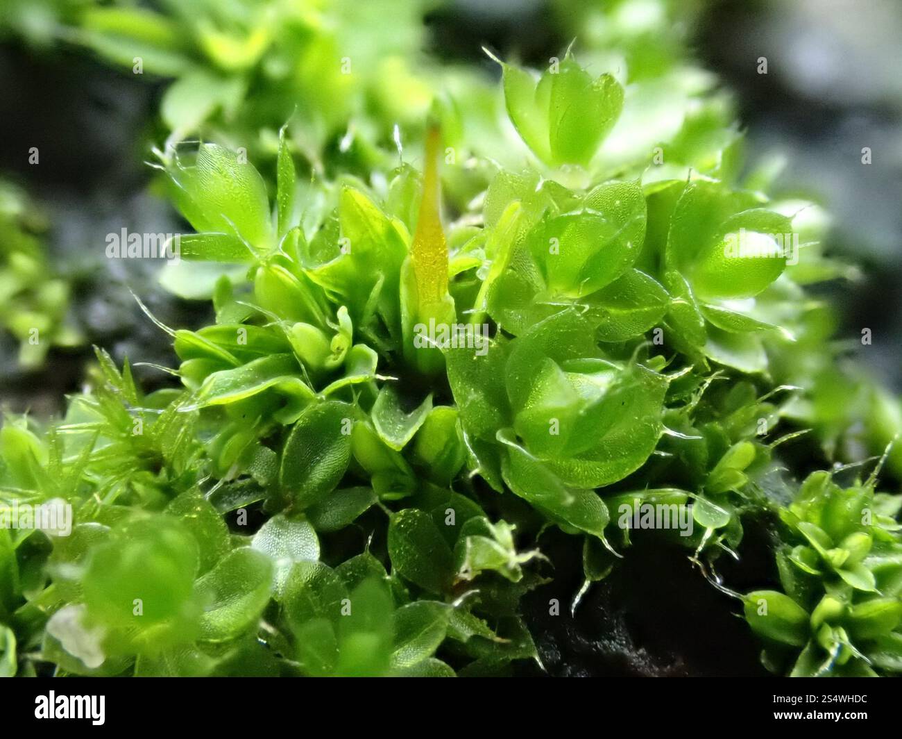 Capillary Thread-moss (Ptychostomum capillare Stock Photo - Alamy