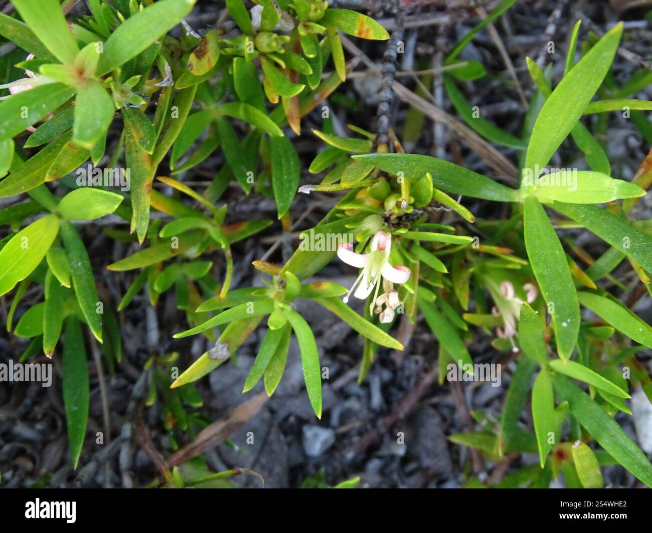 Beach-creeper (Ernodea littoralis Stock Photo - Alamy
