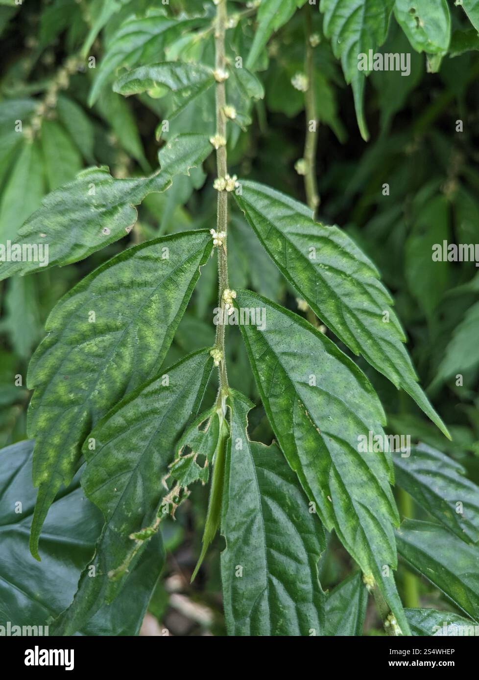 Large lineolate Elatostema (Elatostema lineolatum Stock Photo - Alamy