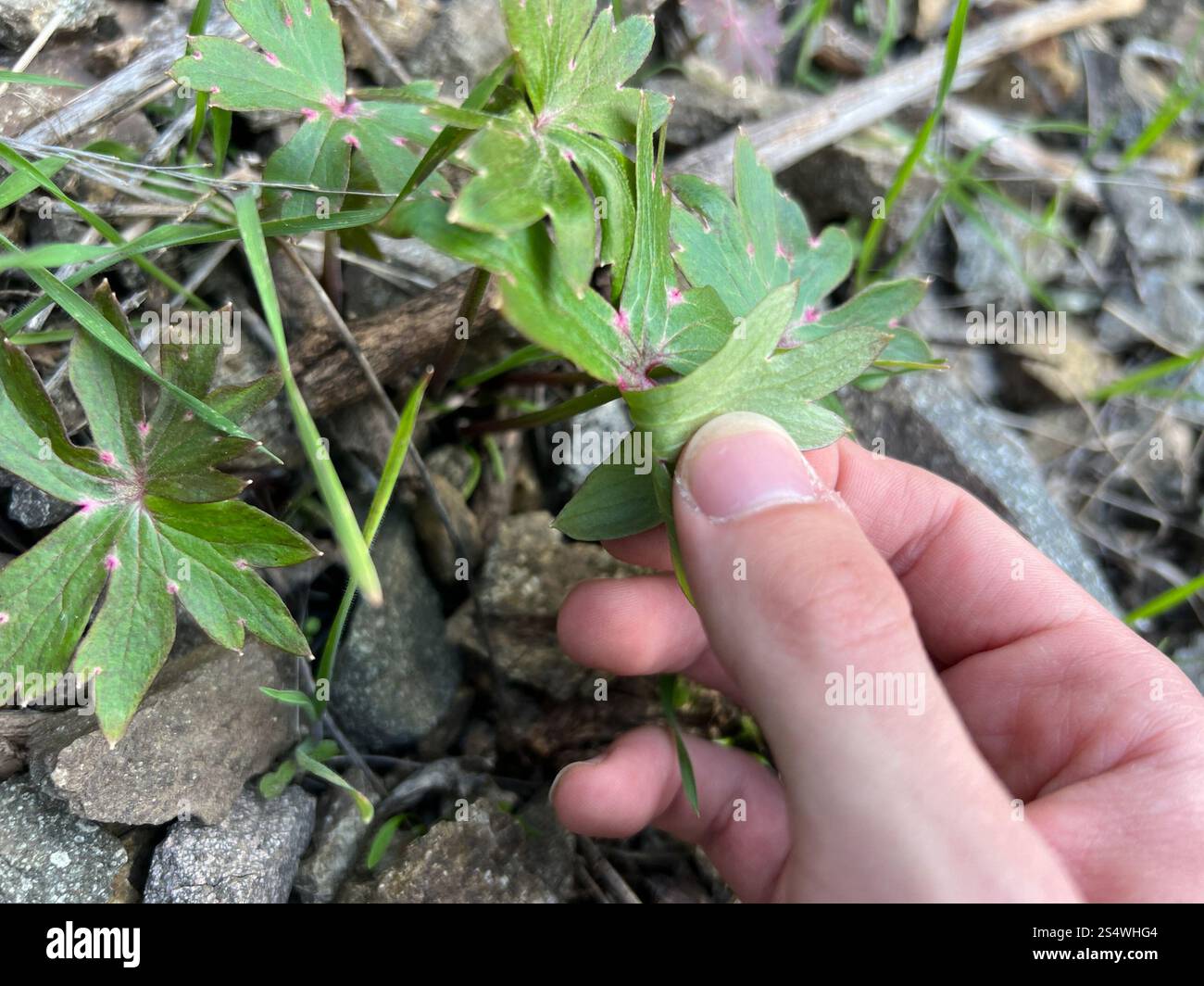Scarlet Larkspur (Delphinium cardinale Stock Photo - Alamy