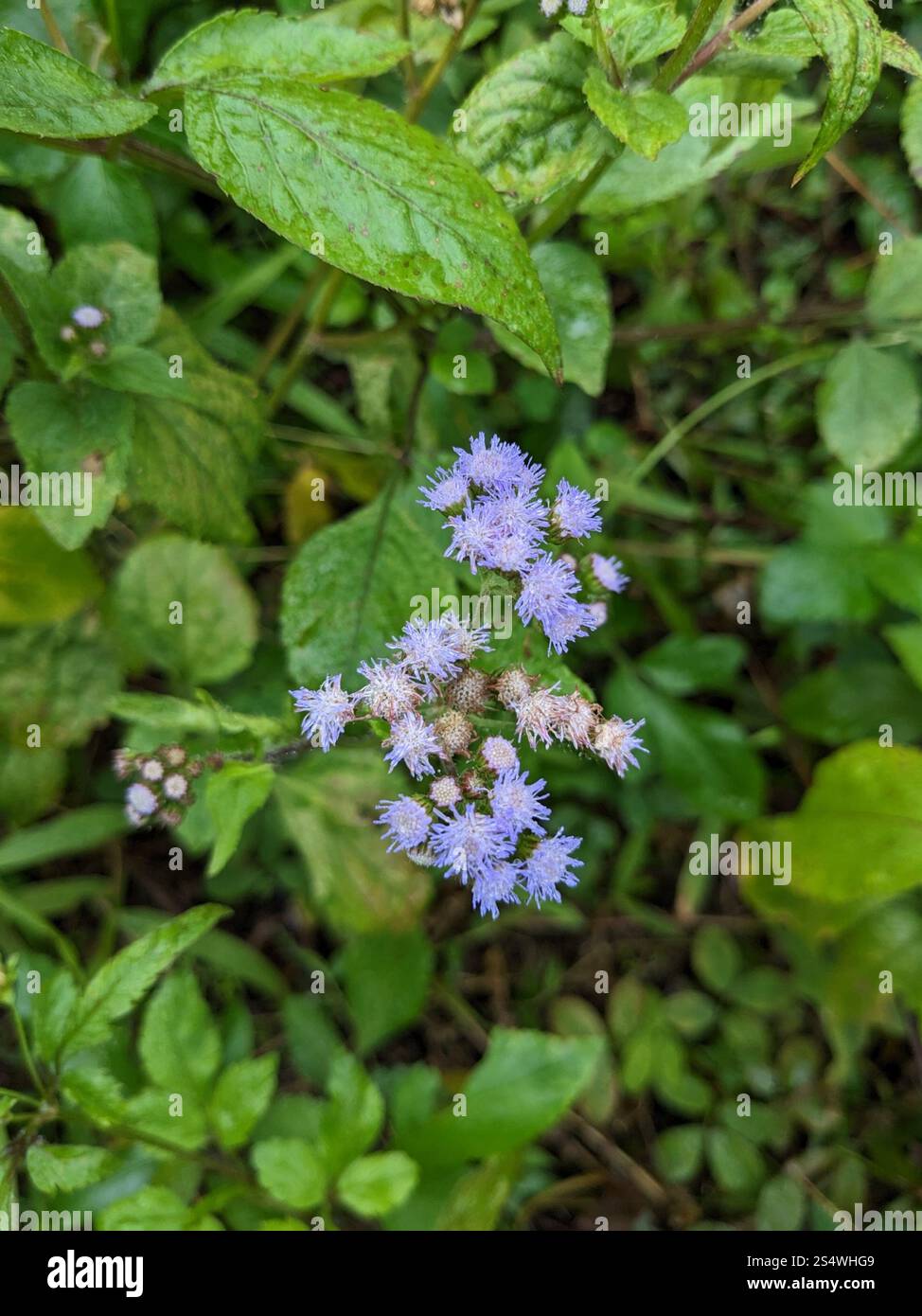 billygoat weed (Ageratum conyzoides Stock Photo - Alamy
