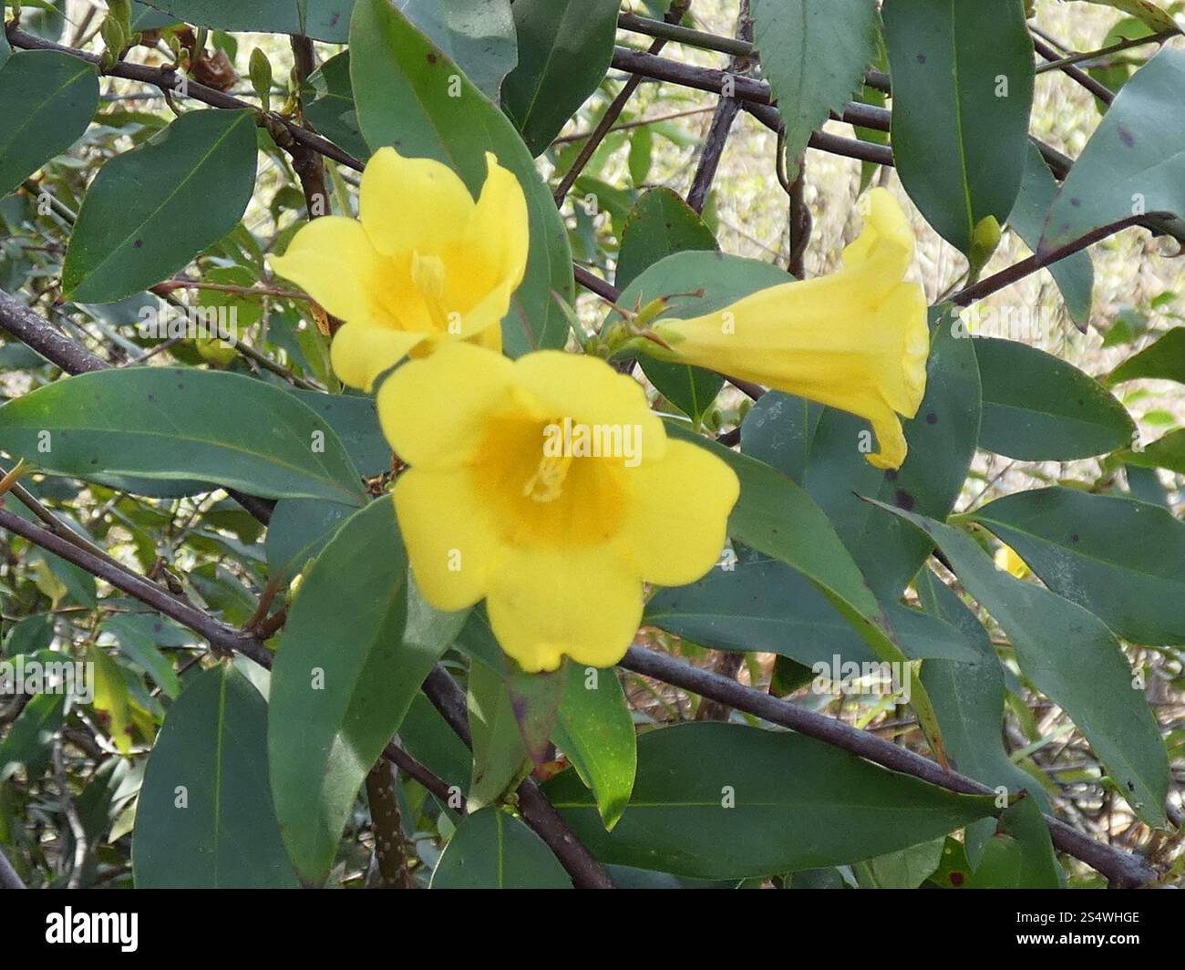 yellow jessamine (Gelsemium sempervirens Stock Photo - Alamy