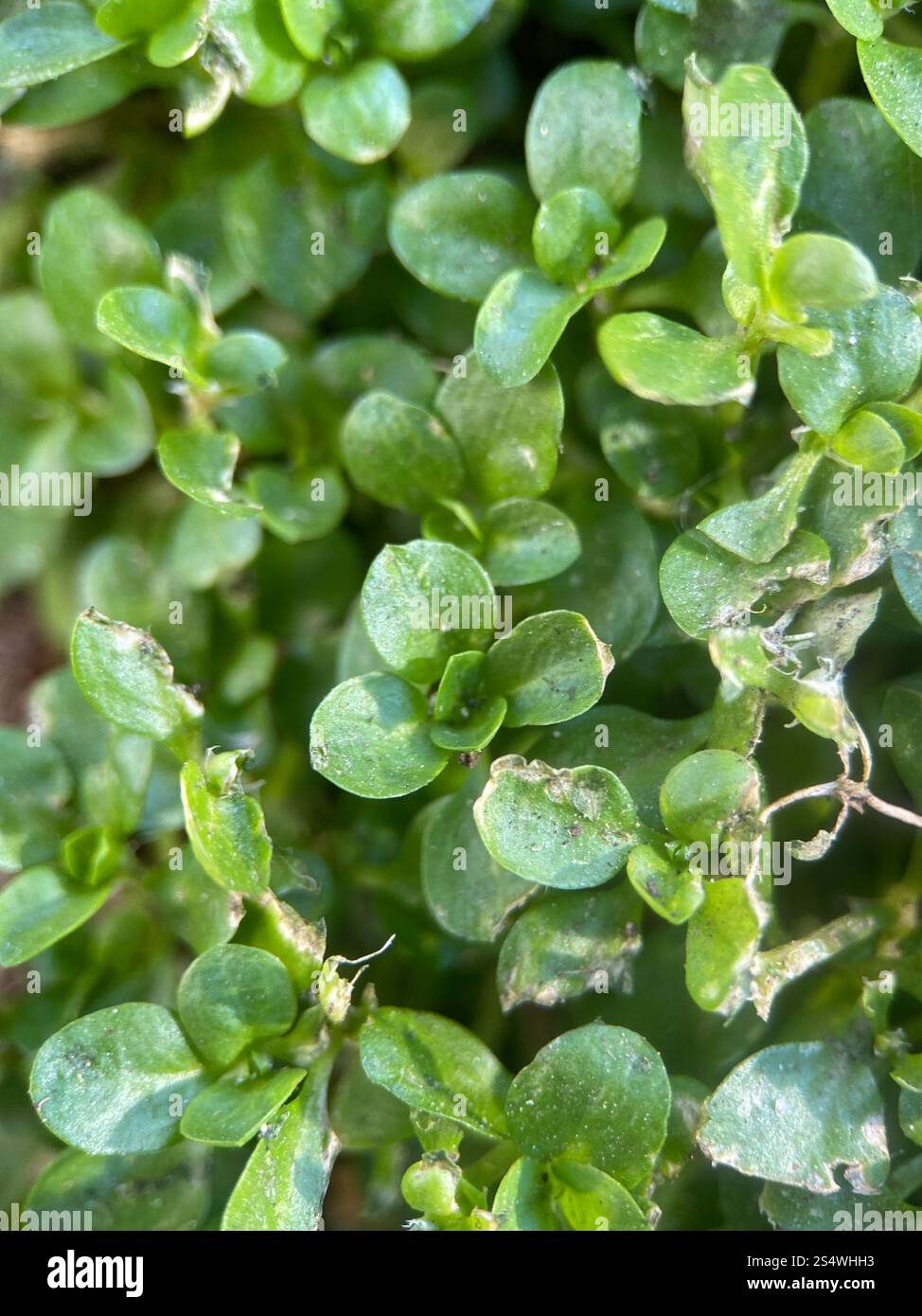 fourleaf manyseed (Polycarpon tetraphyllum Stock Photo - Alamy
