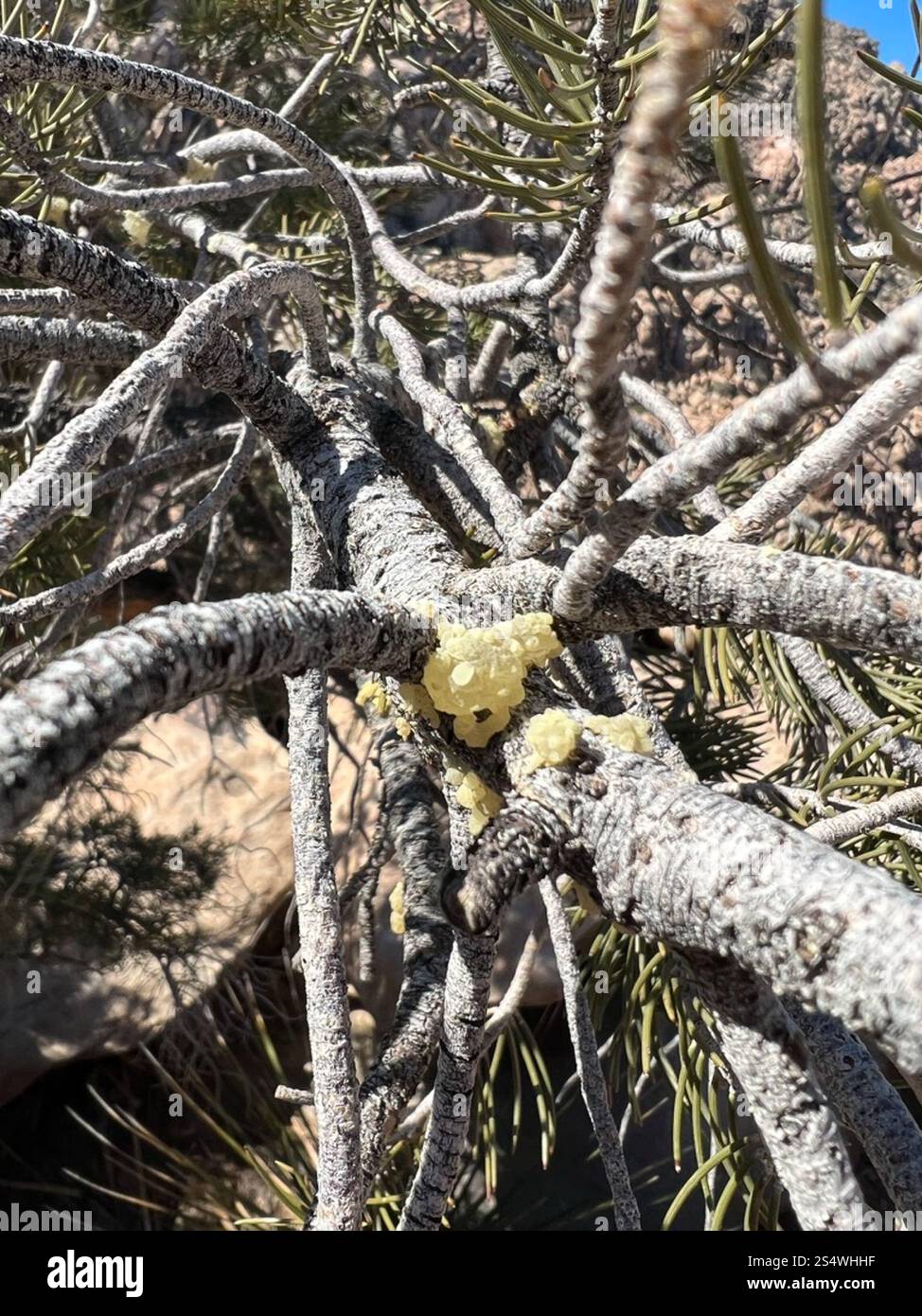 singleleaf pinyon (Pinus monophylla Stock Photo - Alamy