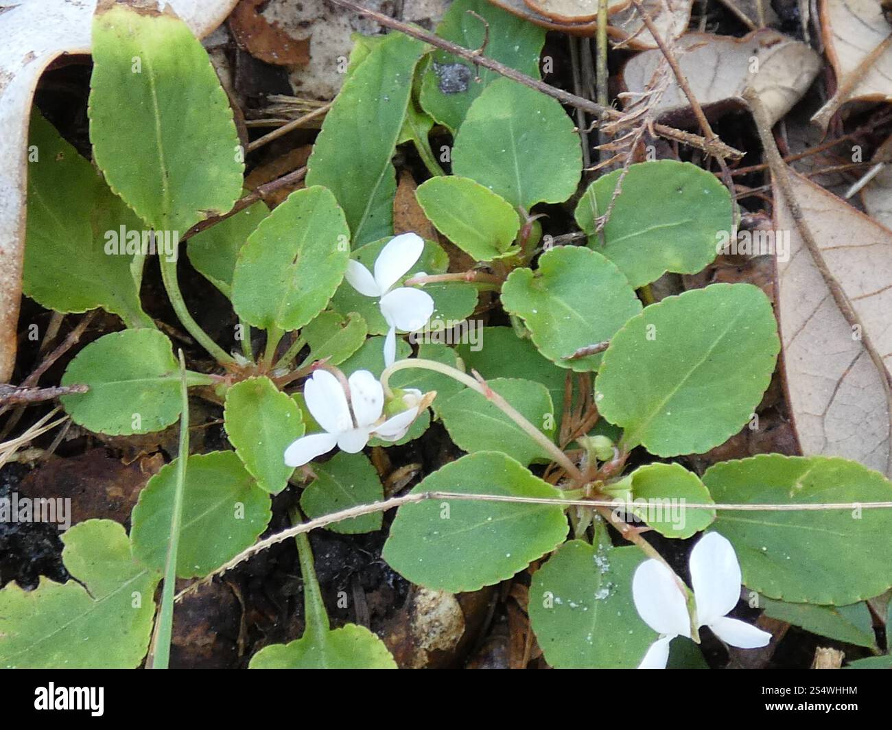 primrose-leaved violet (Viola primulifolia Stock Photo - Alamy