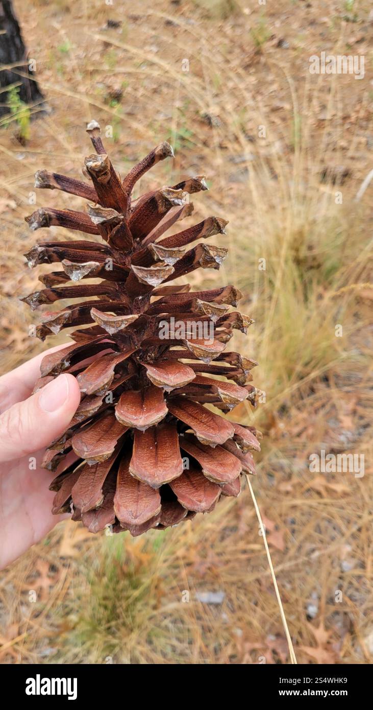 longleaf pine (Pinus palustris Stock Photo - Alamy