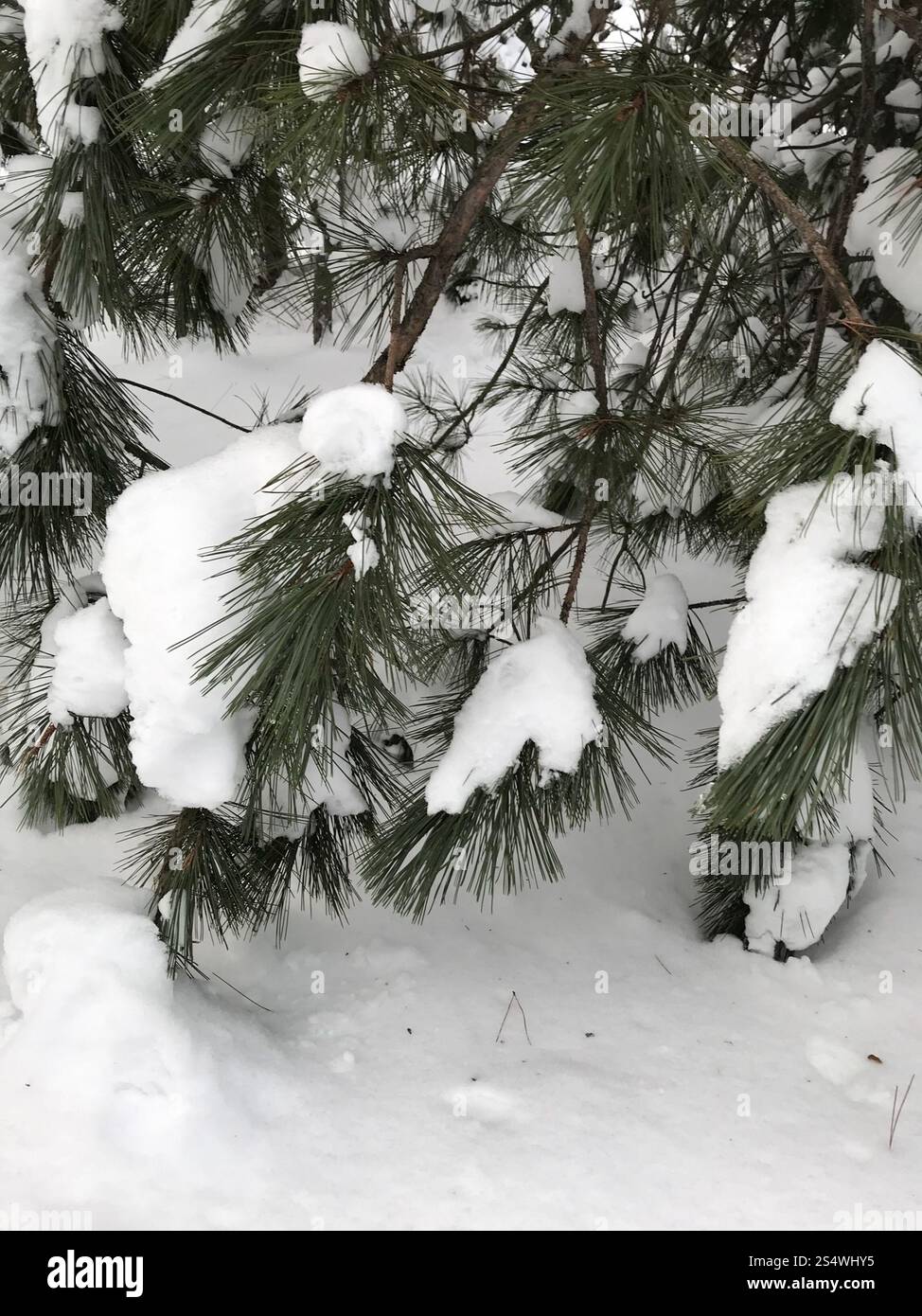 red pine (Pinus resinosa Stock Photo - Alamy