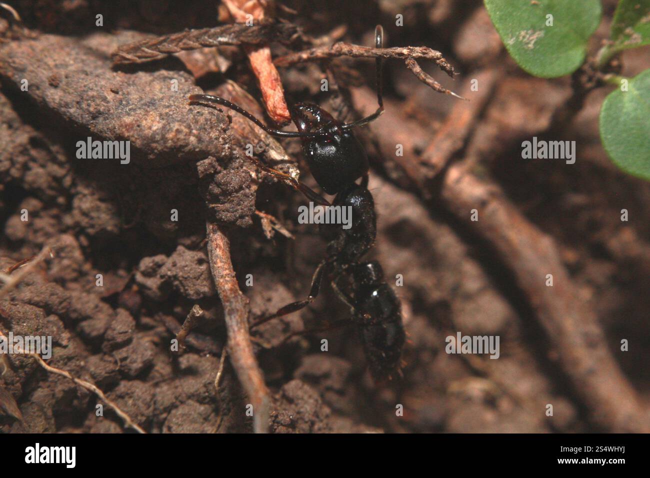 Pachycondyla Panther Ants (Pachycondyla Stock Photo - Alamy
