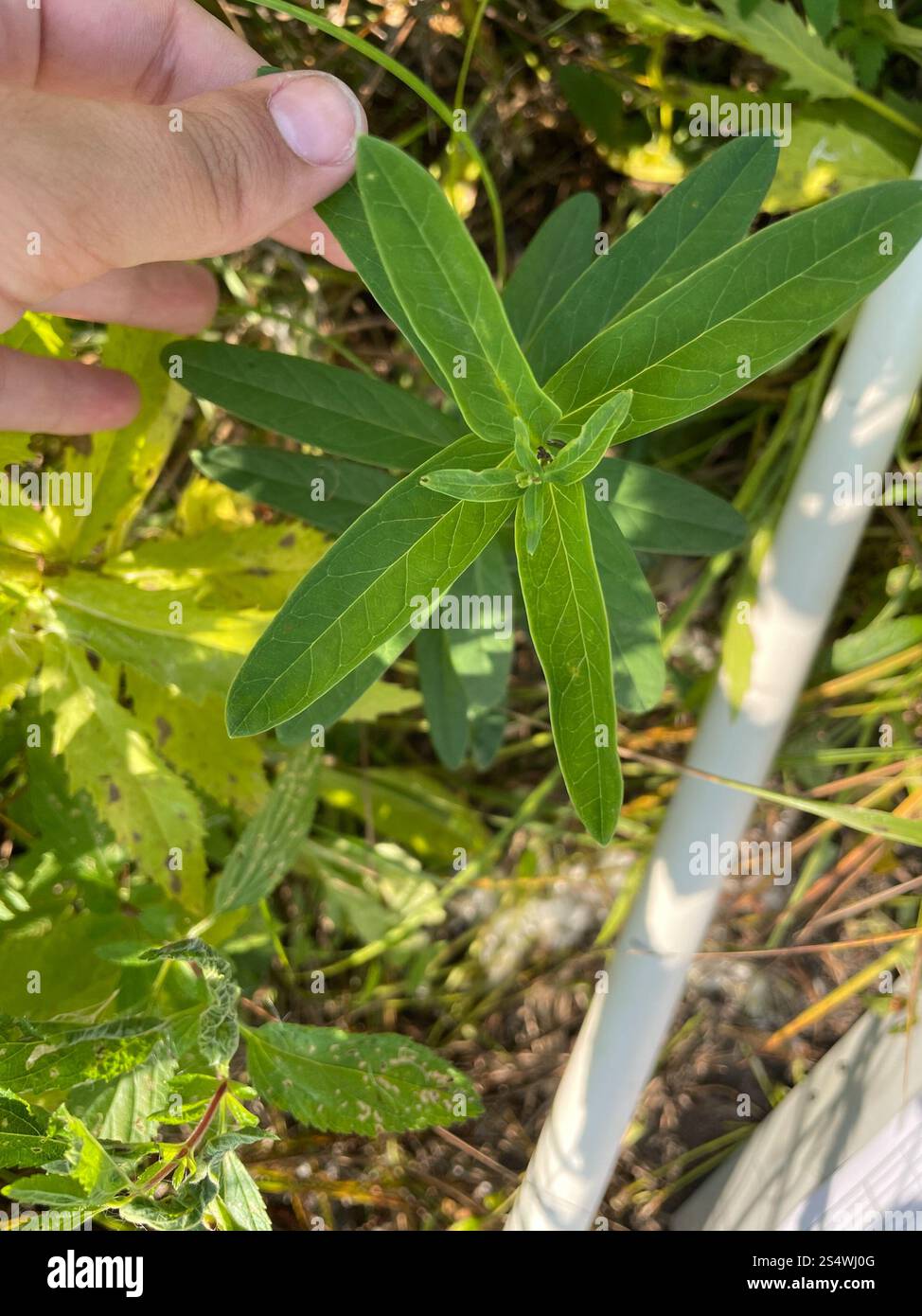 swamp milkweed (Asclepias incarnata Stock Photo - Alamy