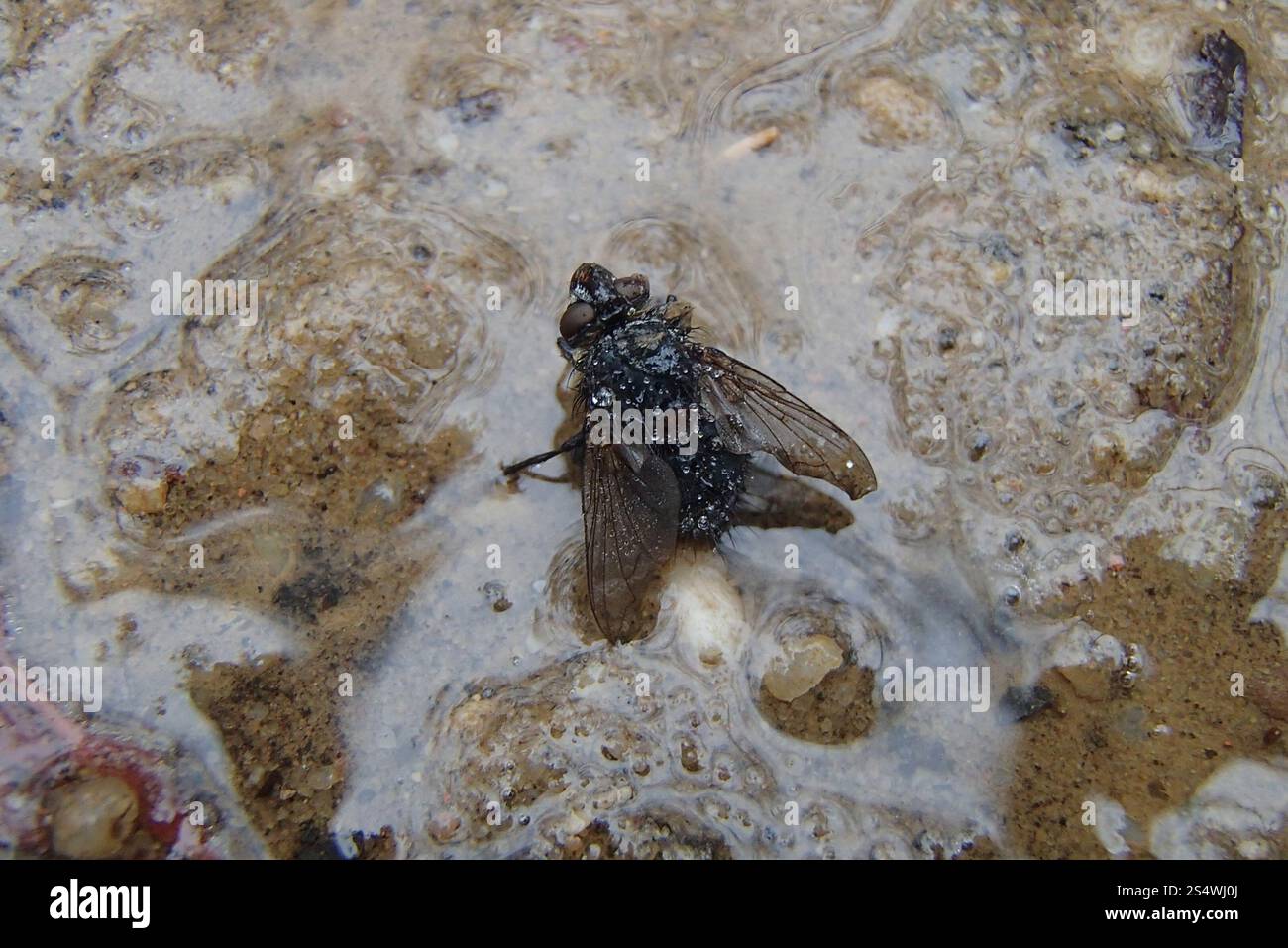 Bot Flies, Blow Flies, and Allies (Oestroidea Stock Photo - Alamy