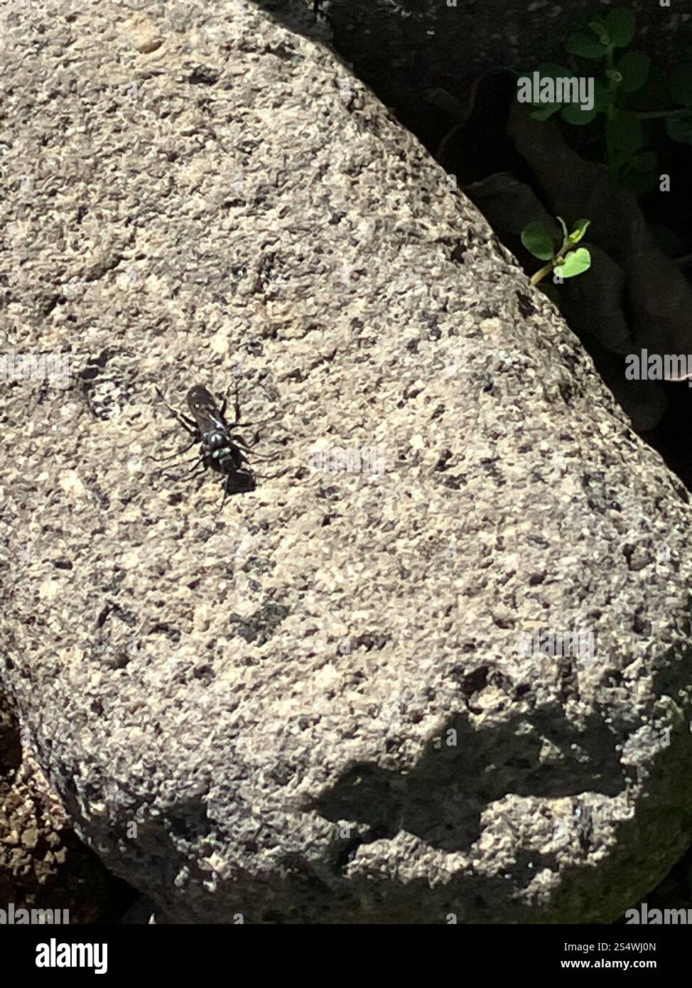 Spider Wasps, Velvet Ants, and Allies (Pompiloidea Stock Photo - Alamy