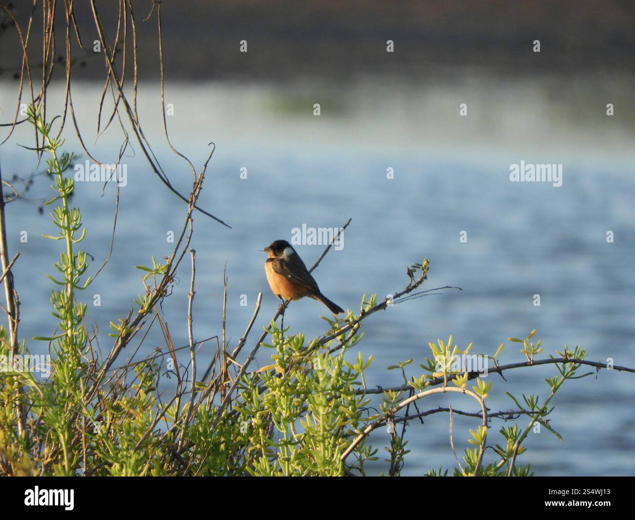 Cinnamon-rumped Seedeater (Sporophila torqueola Stock Photo - Alamy