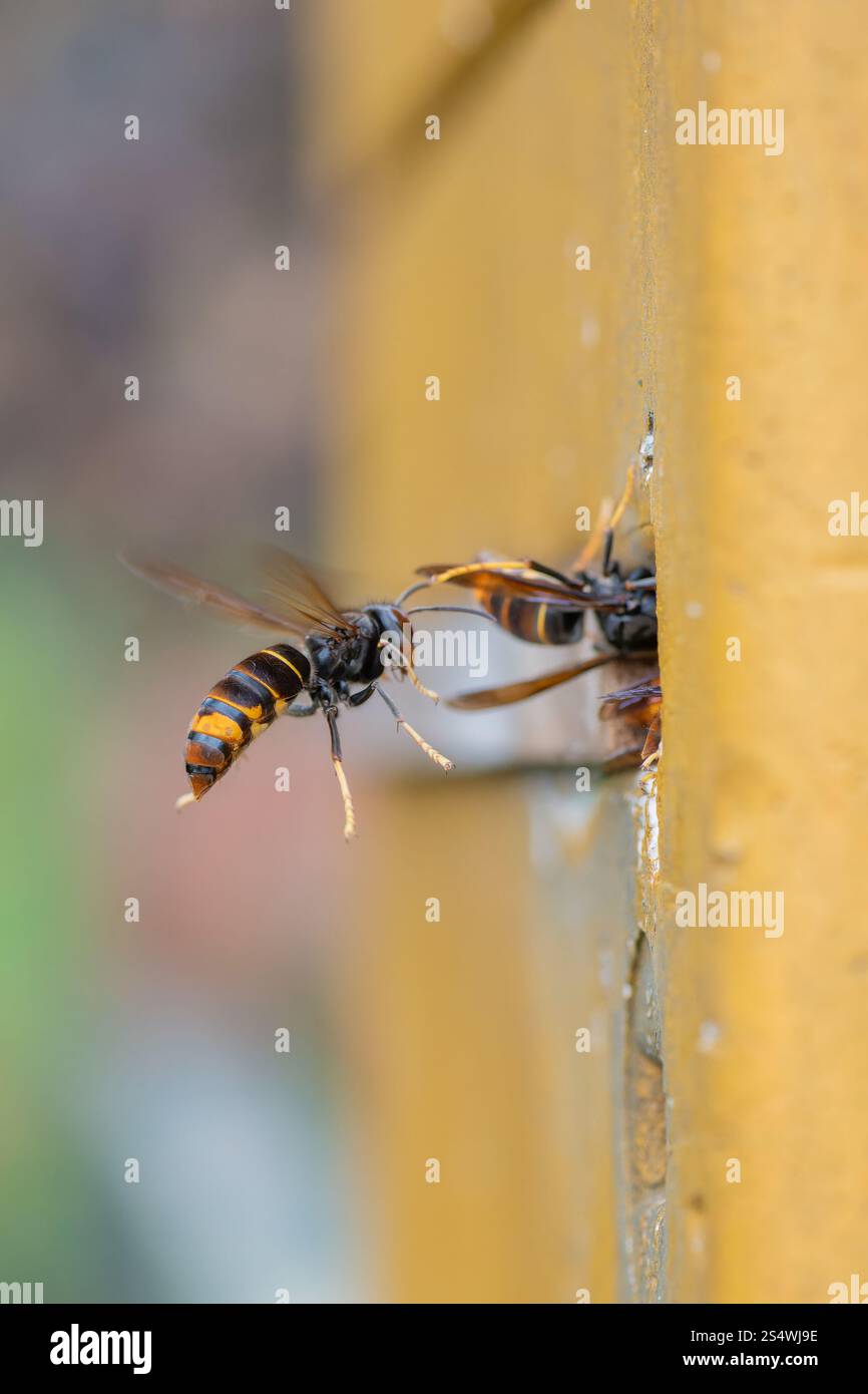 Asian yellow-legged hornets (Vespa velutina) attack and invade beehive ...