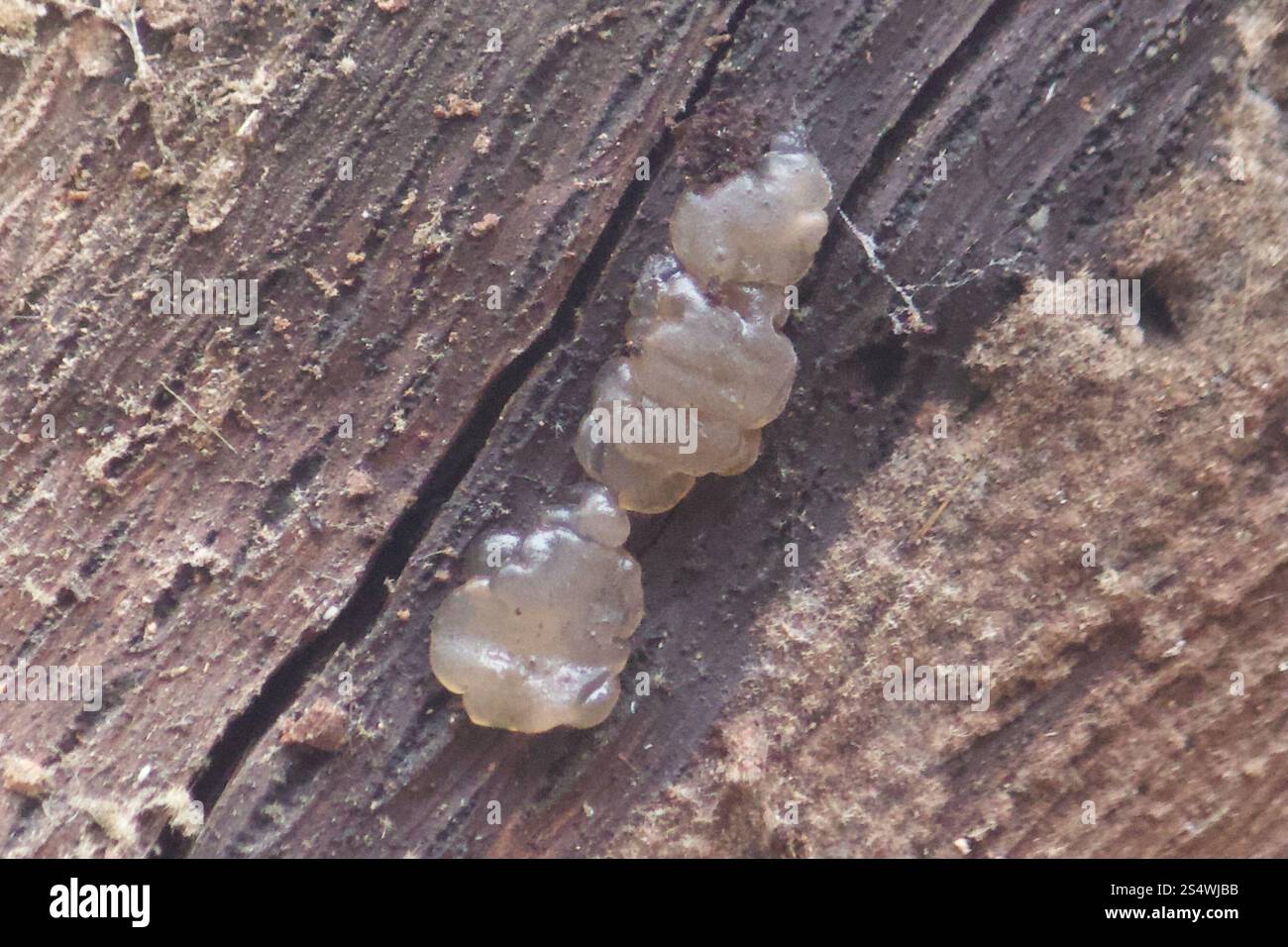 Crystal Brain Fungus (Myxarium nucleatum Stock Photo - Alamy