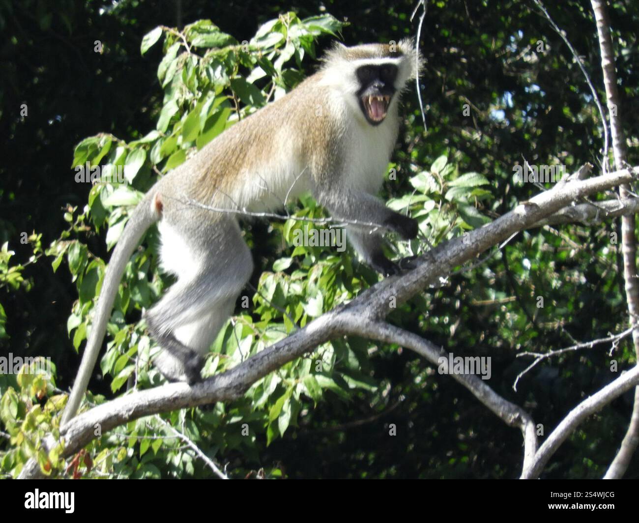 Vervet Monkey (Chlorocebus pygerythrus Stock Photo - Alamy