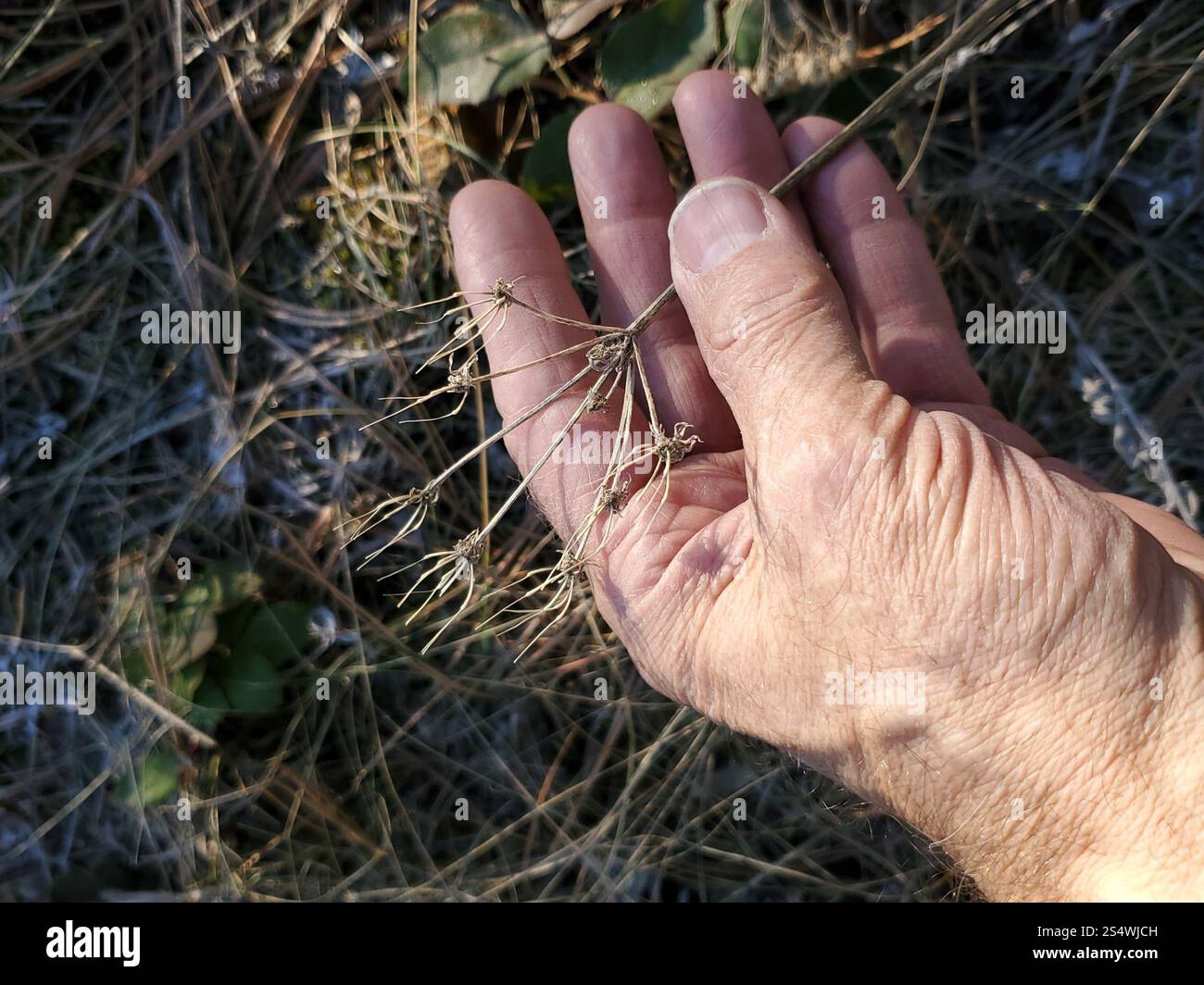 carrot family (Apiaceae Stock Photo - Alamy