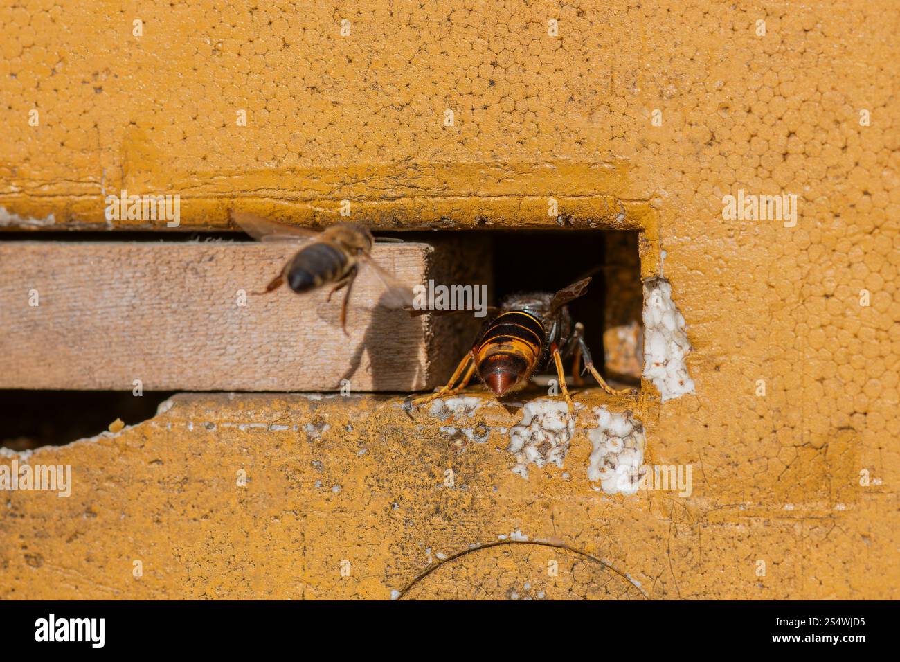 Asian yellow-legged hornet enters beehive, Asian hornet (Vespa velutina ...