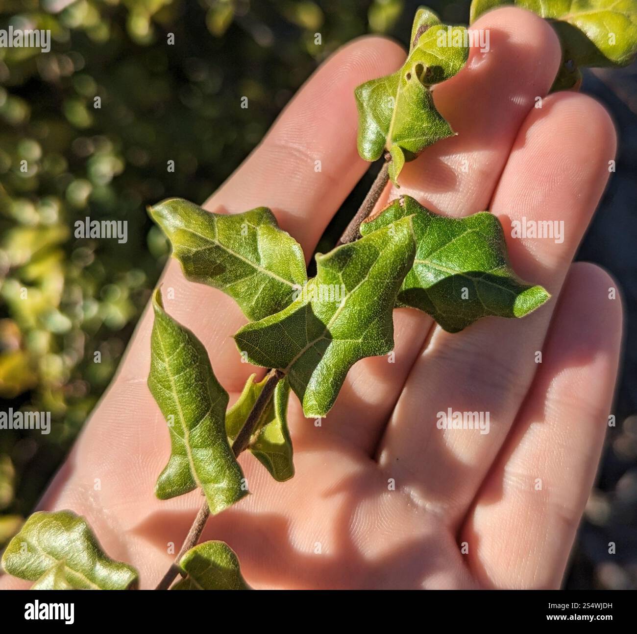 Myrtle Oak (Quercus myrtifolia Stock Photo - Alamy