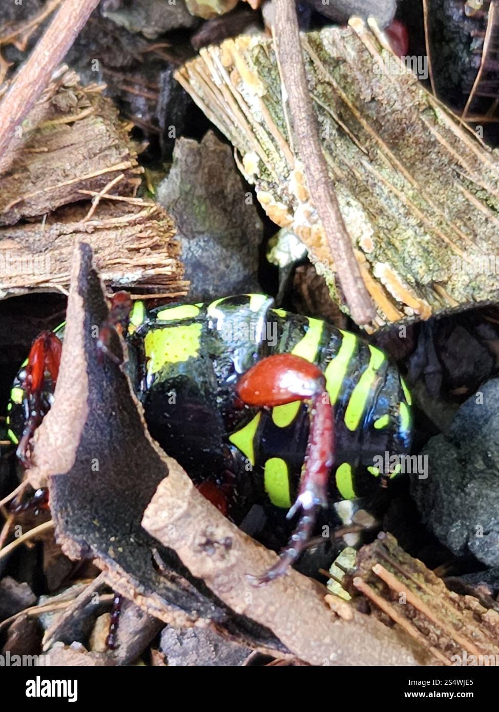 Fiddler Beetle (Eupoecila australasiae Stock Photo - Alamy