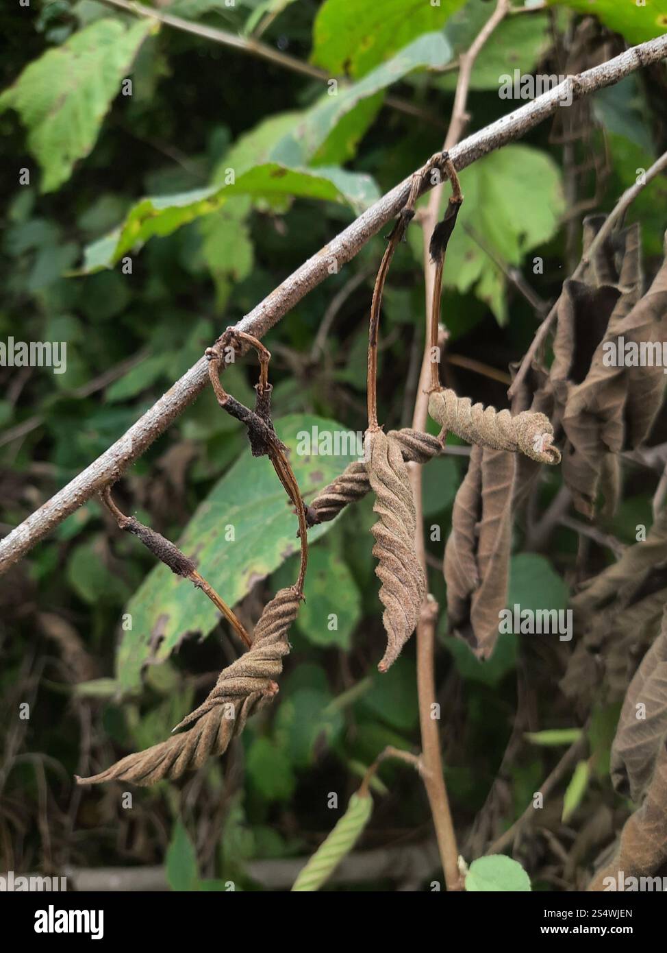 The indian screw tree hi-res stock photography and images - Alamy