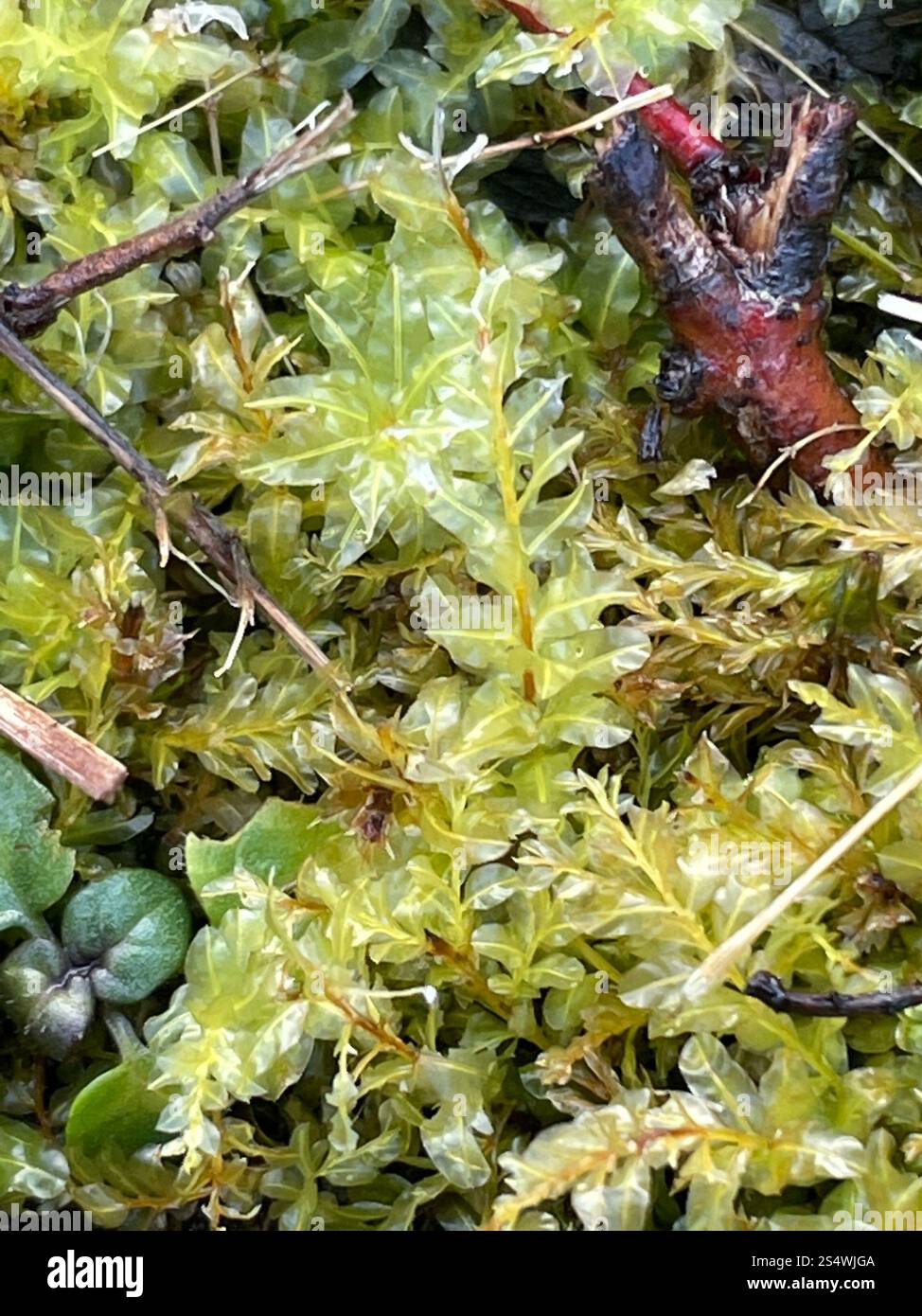 Palm-tree Moss (Plagiomnium undulatum Stock Photo - Alamy