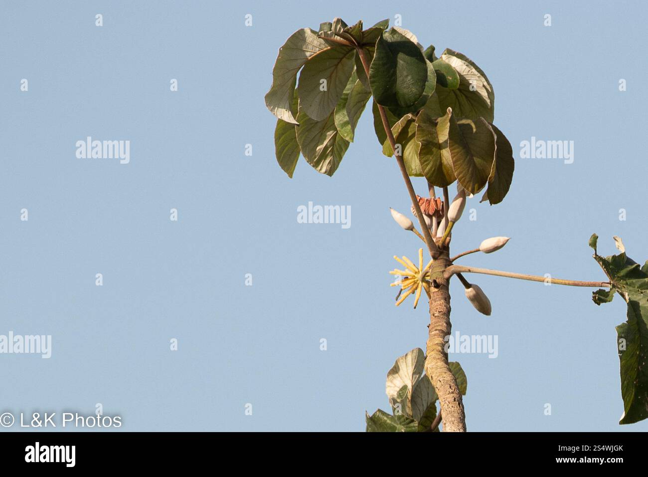 trumpet tree (Cecropia peltata Stock Photo - Alamy