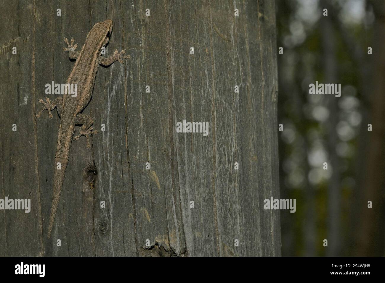 Common Dwarf Gecko (Lygodactylus capensis Stock Photo - Alamy