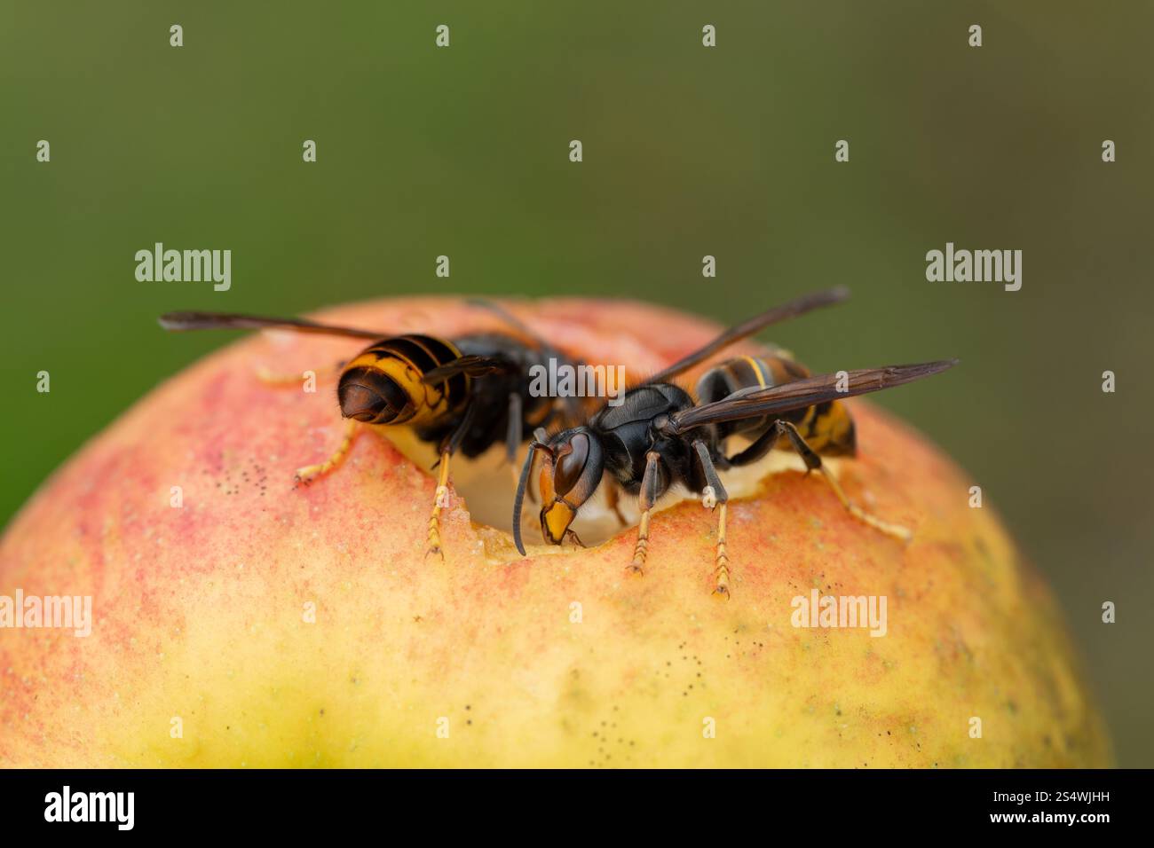 Asian hornets (Vespa velutina) destroy and eat damaged fruit, Asian ...