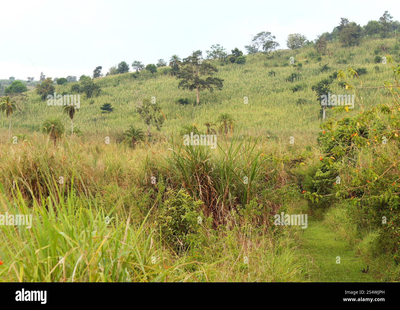 Bigodi Wetland Sanctuary, Kibale Forest National Park, Uganda, East ...