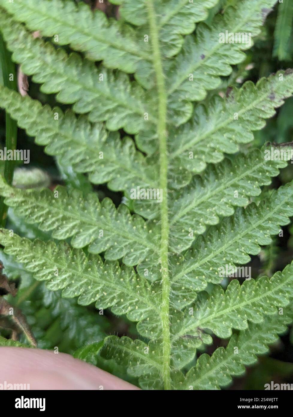Japanese beech fern (Phegopteris decursive-pinnata Stock Photo - Alamy