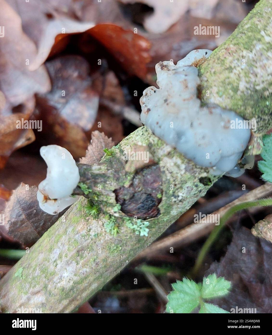 Crystal Brain Fungus (Myxarium nucleatum Stock Photo - Alamy
