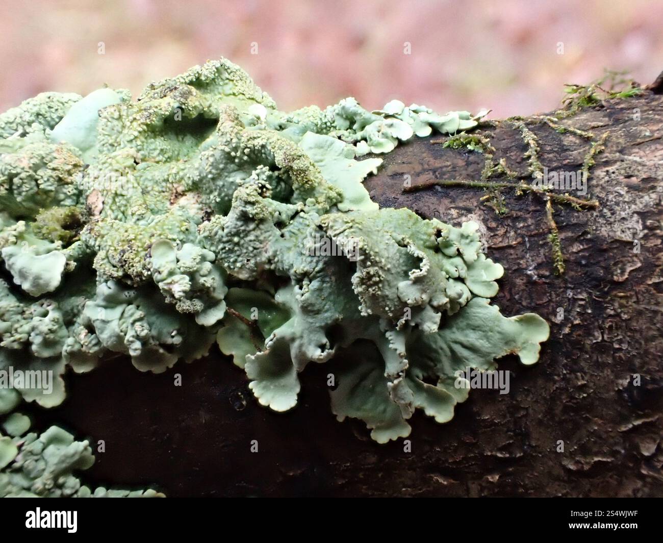 common greenshield lichen (Flavoparmelia caperata Stock Photo - Alamy