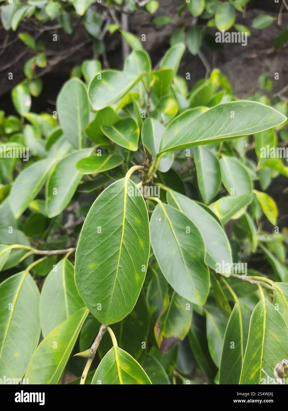 Chinese banyan (Ficus microcarpa Stock Photo - Alamy