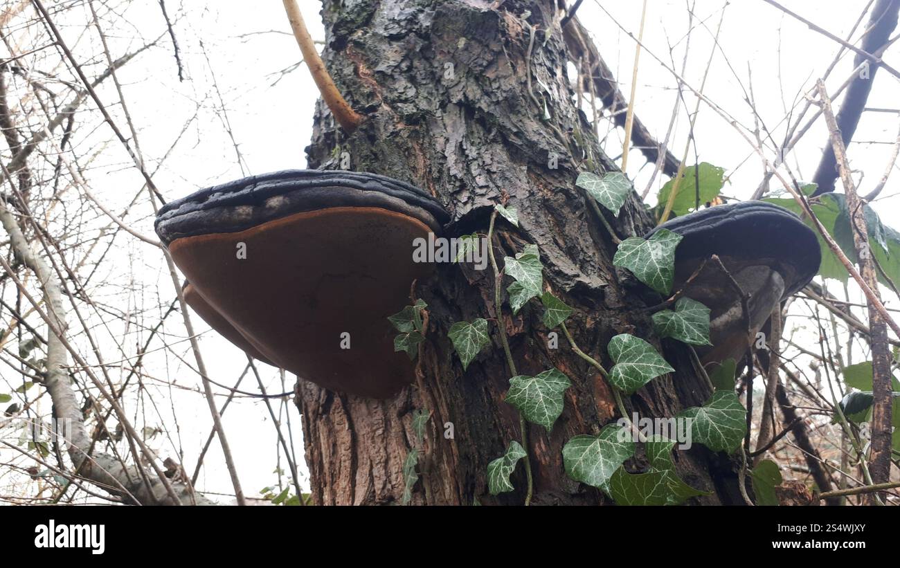 Willow Bracket (Phellinus igniarius Stock Photo - Alamy