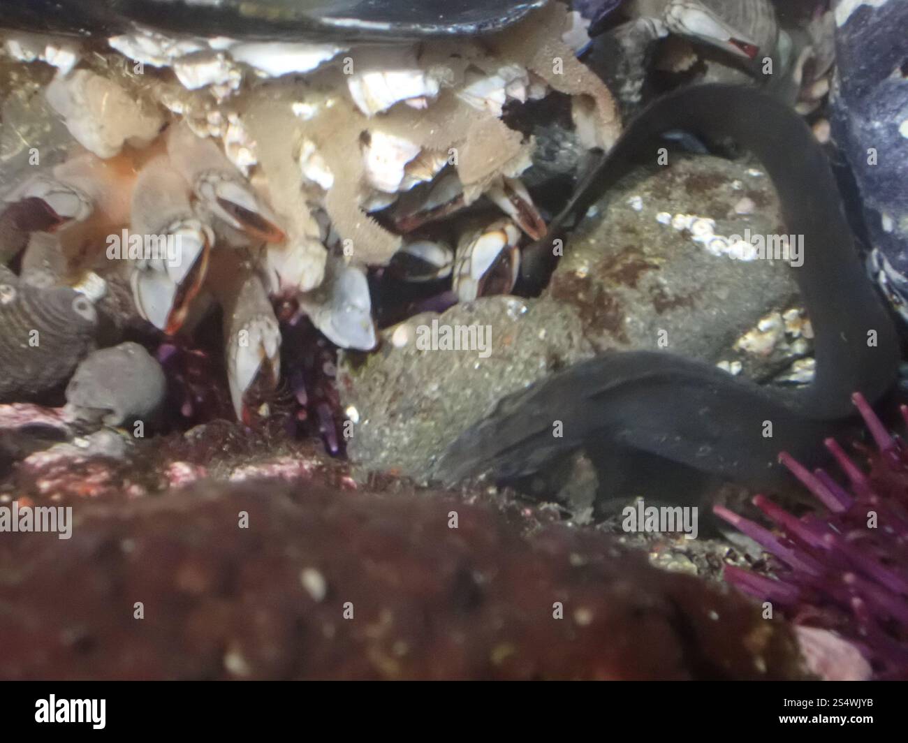 High Cockscomb (Anoplarchus purpurescens Stock Photo - Alamy