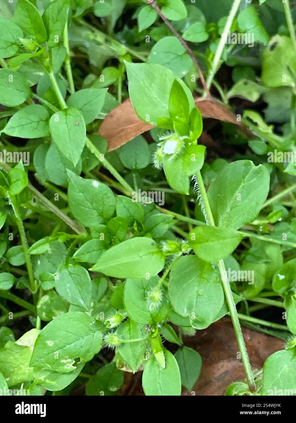 common chickweed (Stellaria media Stock Photo - Alamy