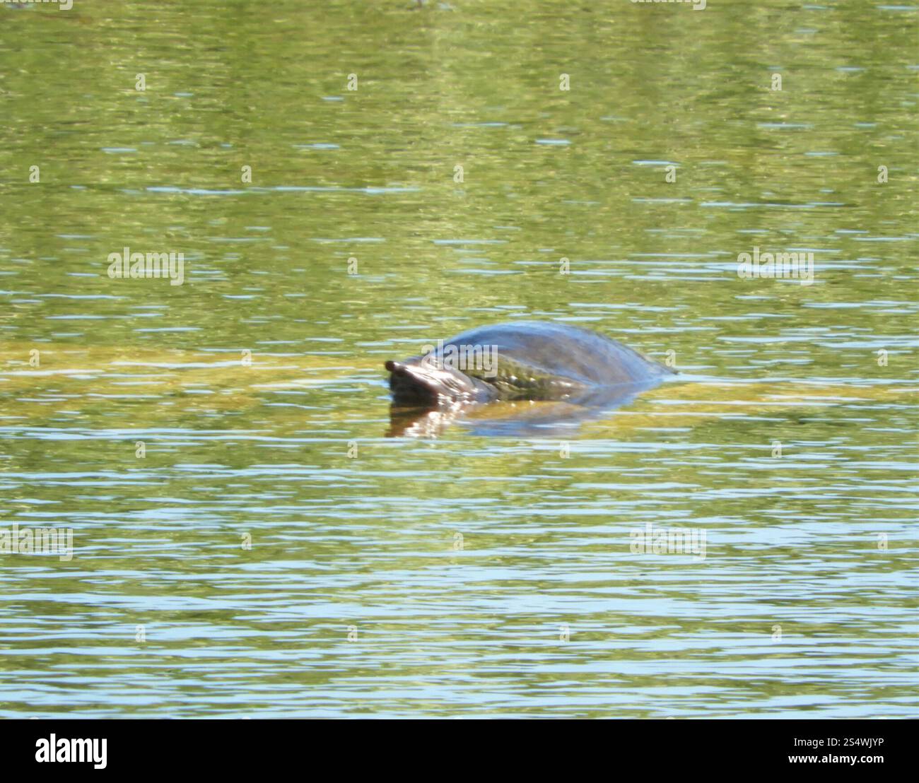 Florida Softshell Turtle (Apalone ferox Stock Photo - Alamy