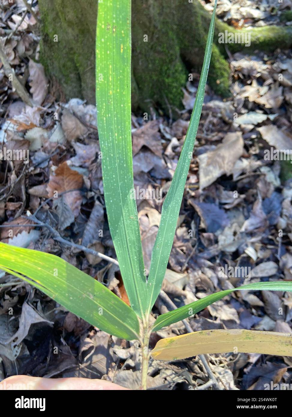 switch cane (Arundinaria tecta Stock Photo - Alamy