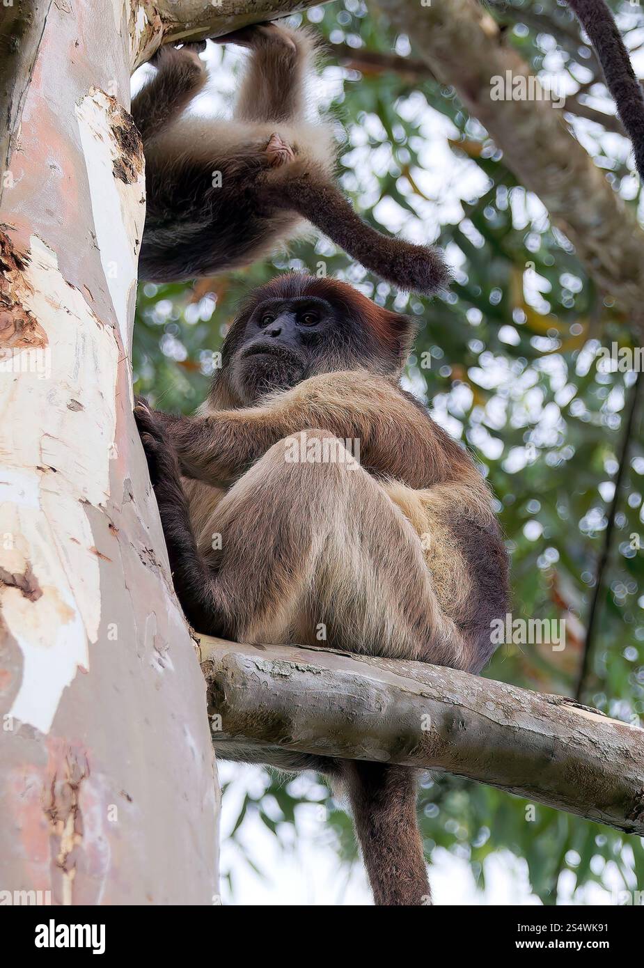 Ugandan red colobus, Uganda-Stummelaffe, Piliocolobus tephrosceles ...