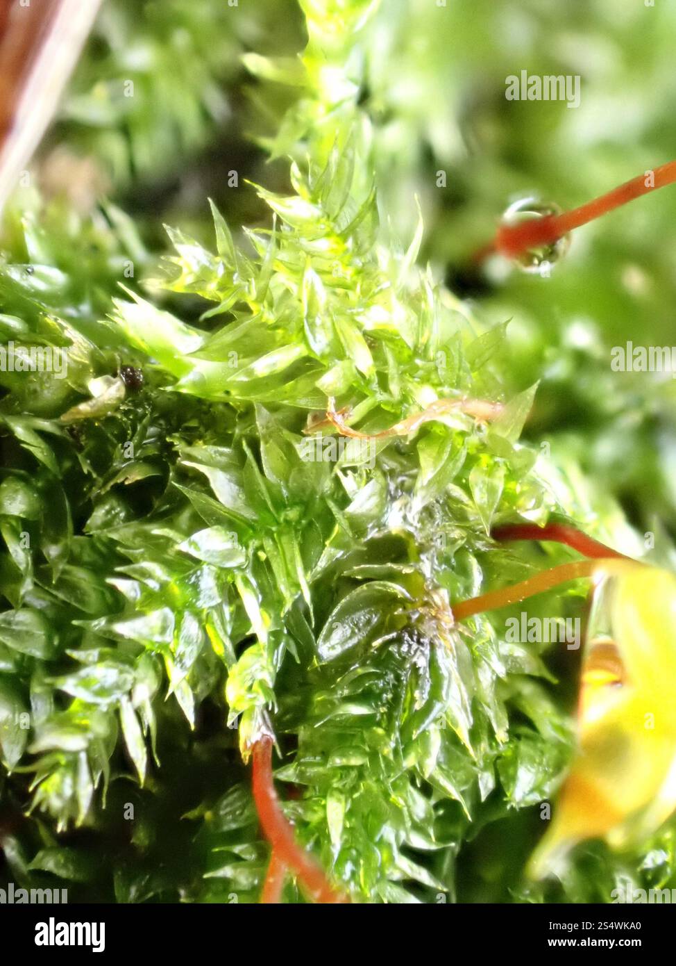 Clustered Feather-moss (Rhynchostegium confertum Stock Photo - Alamy